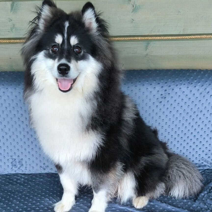 Помски мальчик