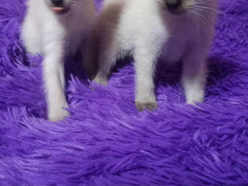 Котята тайские(сиамские старотипные)