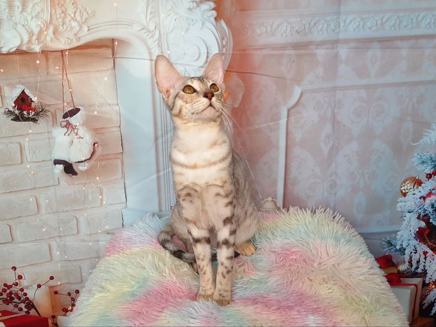 Ориентальная/серенгети