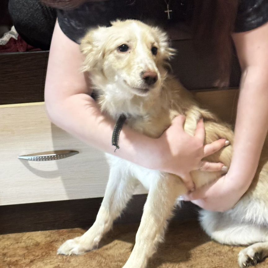 Щенок в добрые руки