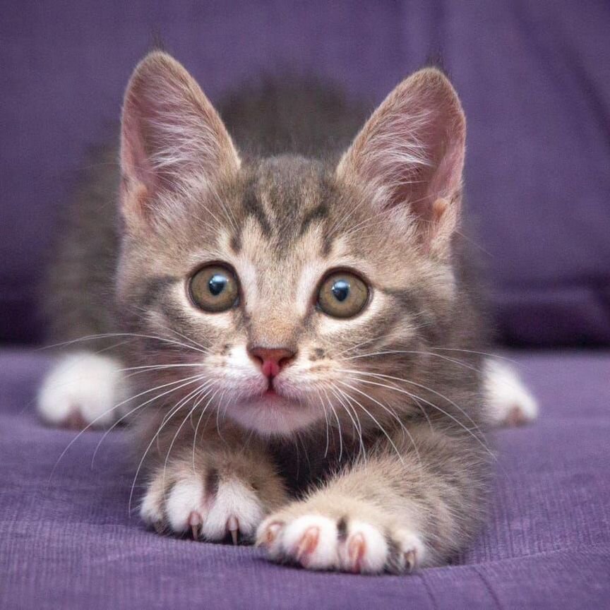 Котёнок, мальчик