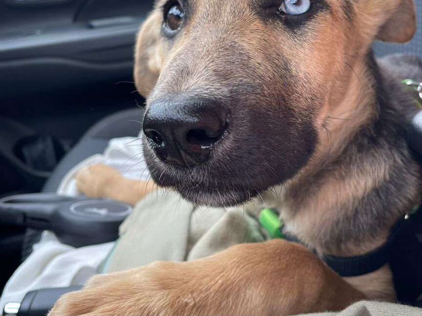 Необычная девчонка Нора в добрые руки