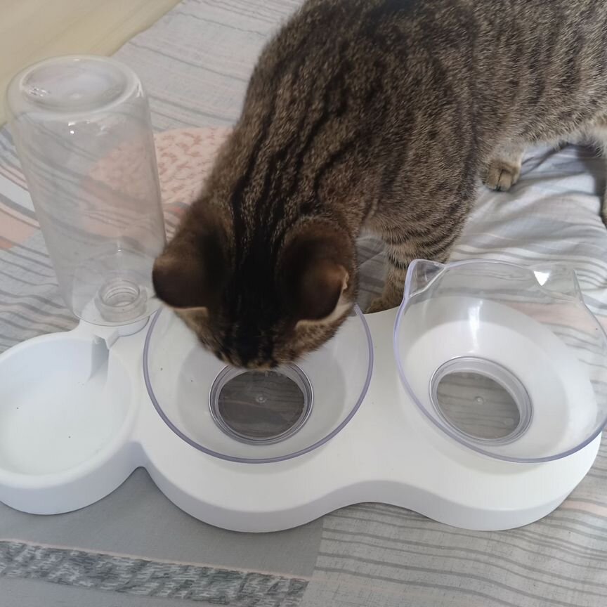 Миска и лоток для кота