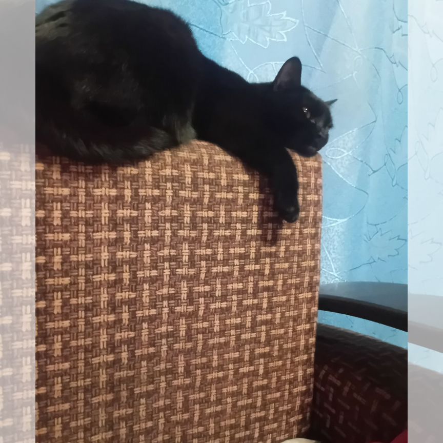 Взрослая, Девочка кошка в добрые руки