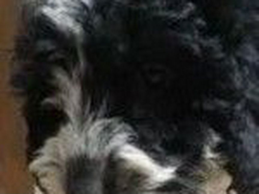 Кудрявый малыш