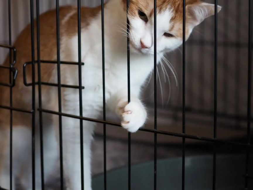 Кот Тесло,носитель Лейкоза, Кастрирован