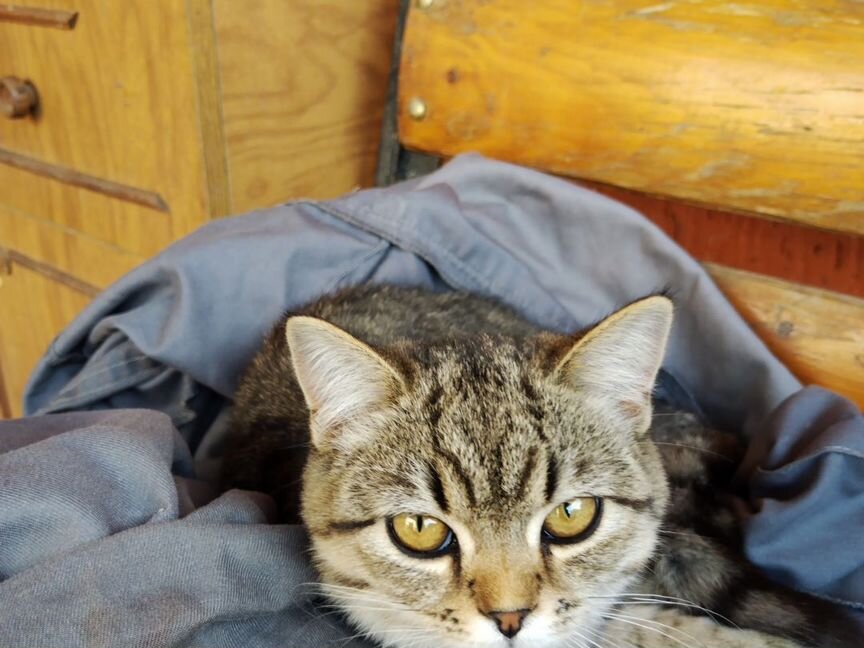 Котята отдам бесплатно