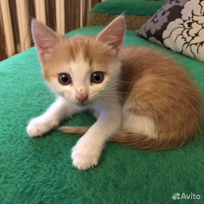 Рыже-белый Котенок Ариша девочка бесплатно
