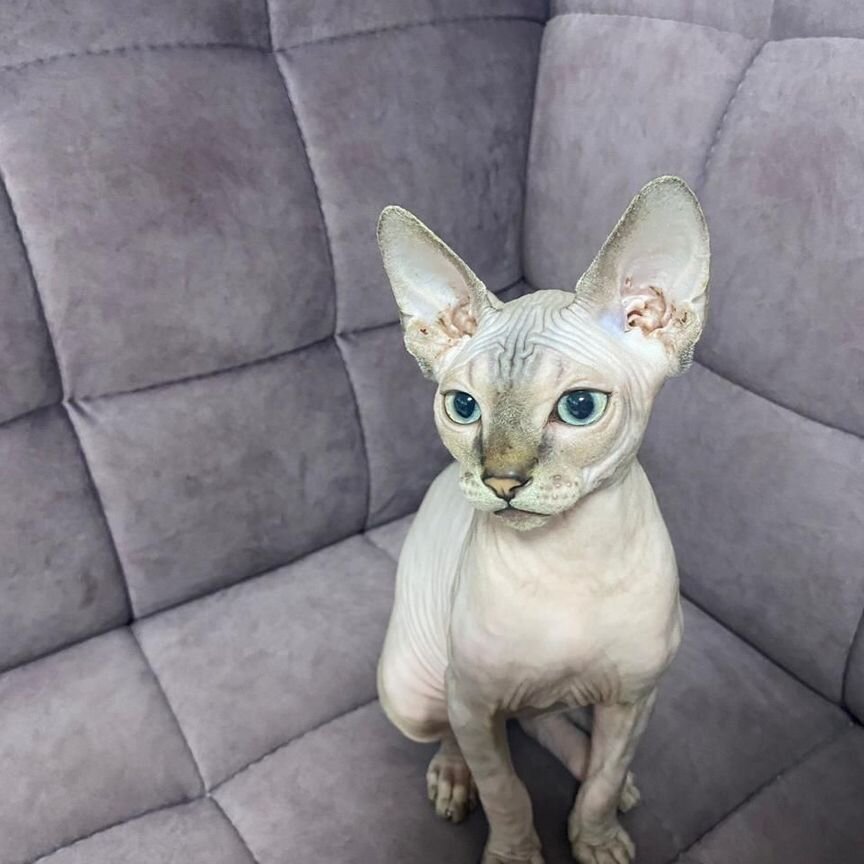 Канадский сфинкс