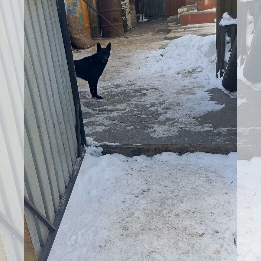 Лайка, взрослая собака