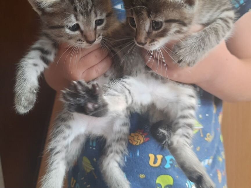 Котята в добрые руки