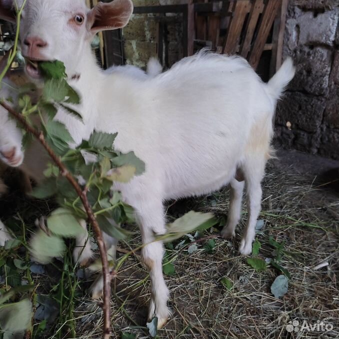 Продаётся козлик 4 мес