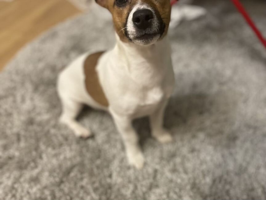 Щенок Джек рассел