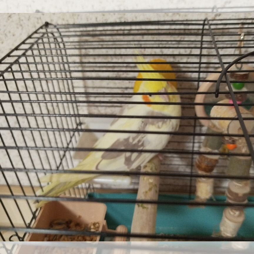 Попугай корелла с клеткой