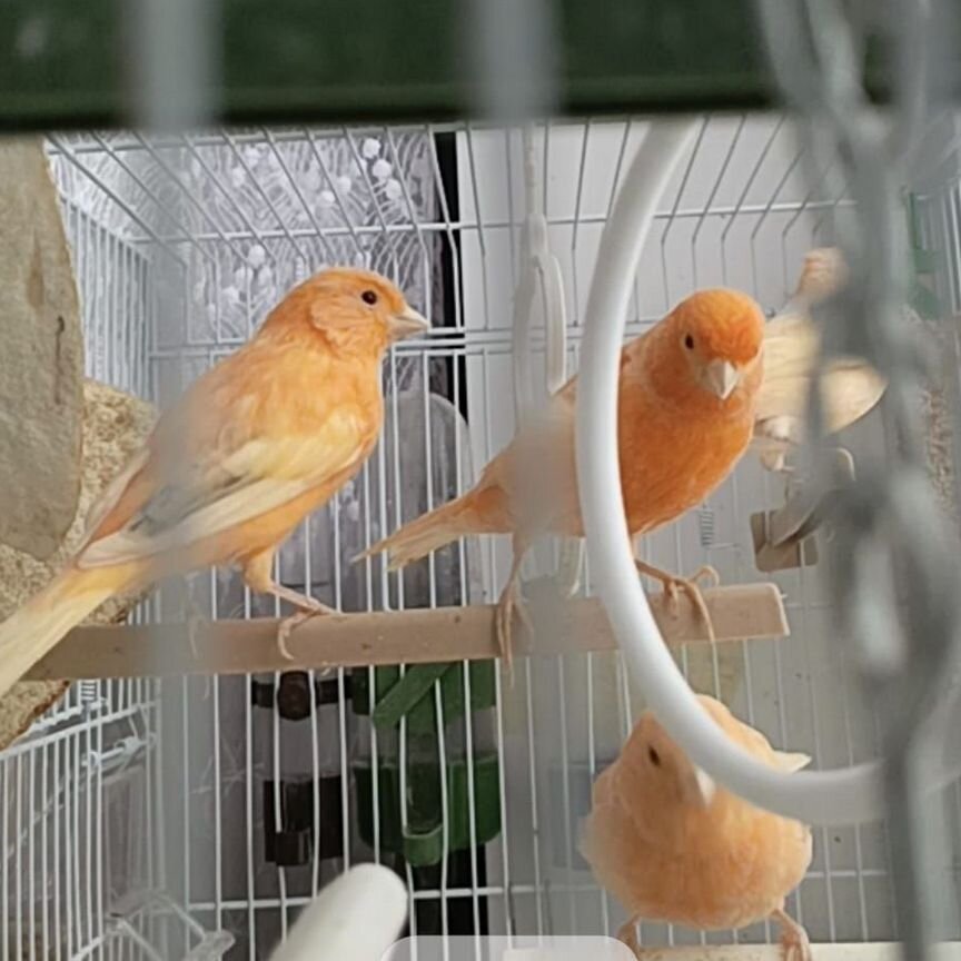 Кенара и канарейки