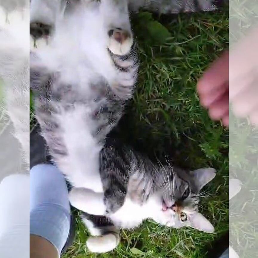 Ищу добрые руки для бывшедомашнего котика