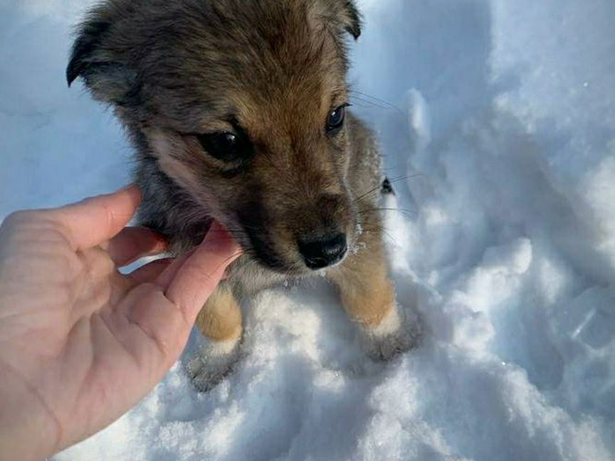 Щенок маленький 1.5 месяца мальчик