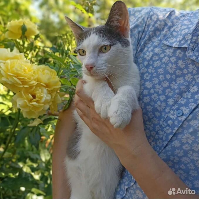 Котик Василек 9 мес кастрированный