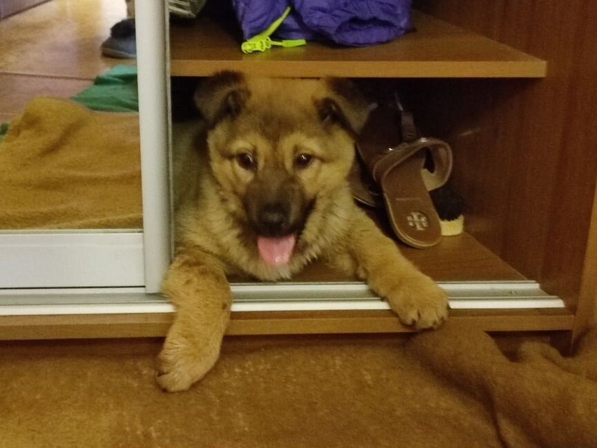 Щенок в добрые руки бесплатно