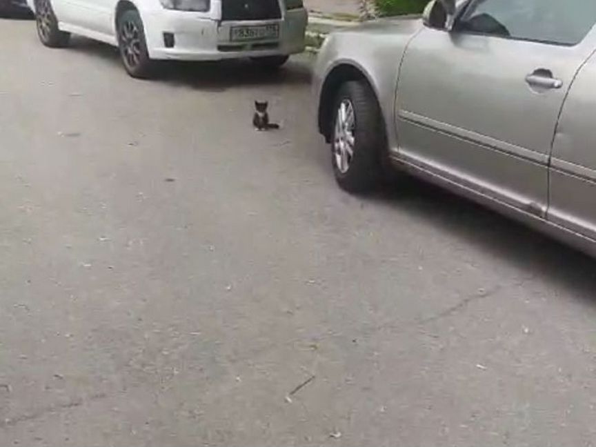 Маленький бездомный котёнок