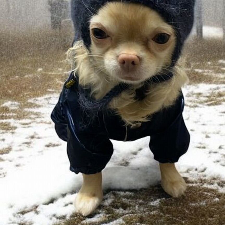 Шапка для собак