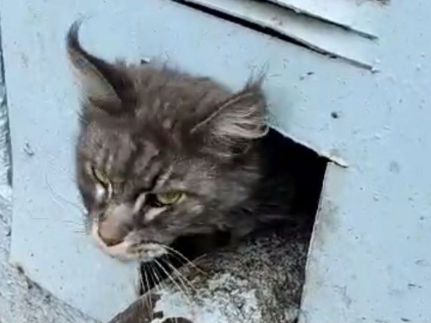 Мейн -кун в добрые руки