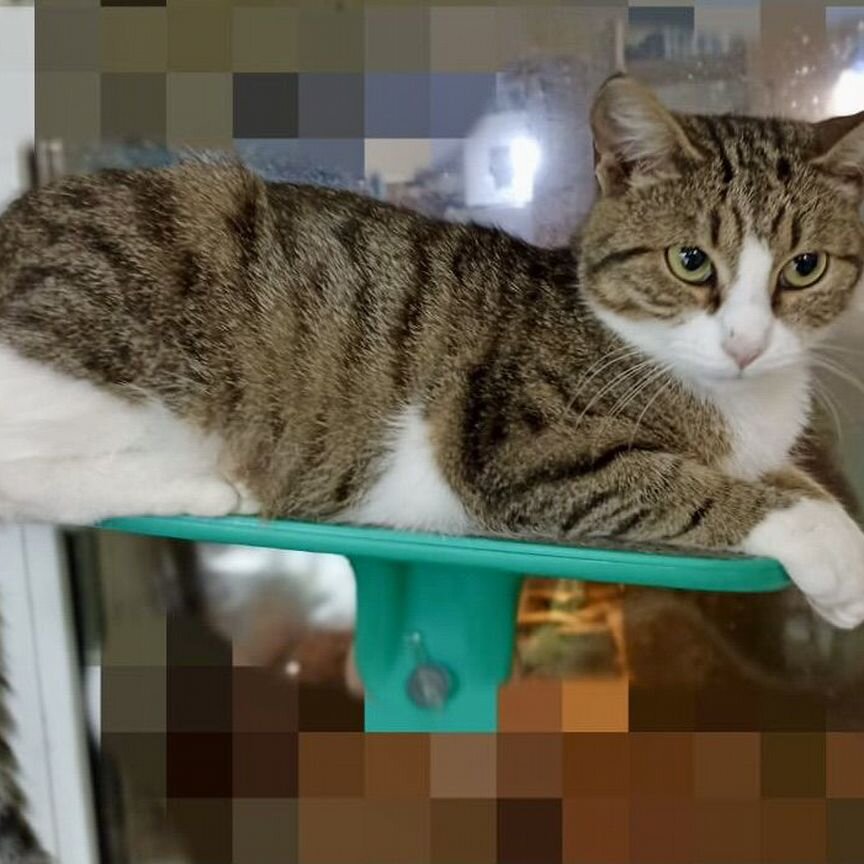 Возьмите кошечку из приюта