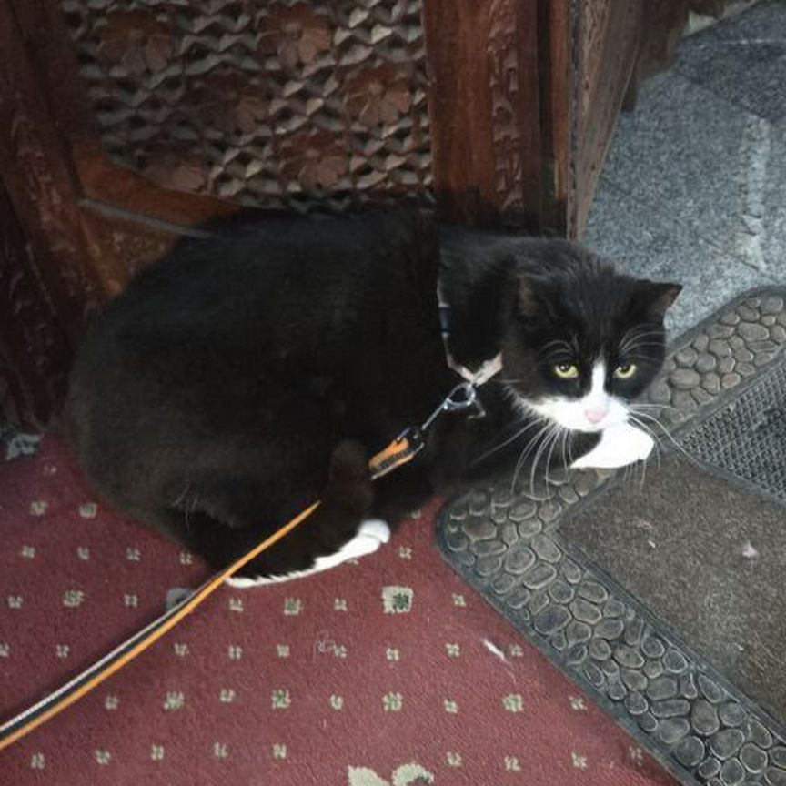 Взрослый кот в добрые руки