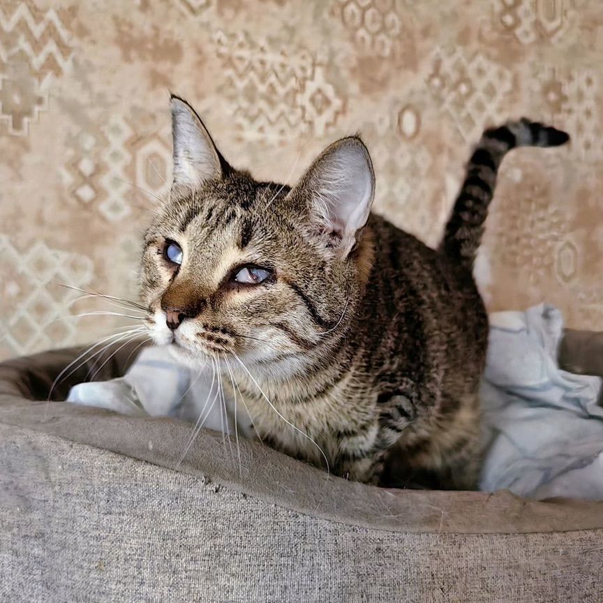 Особенный котик