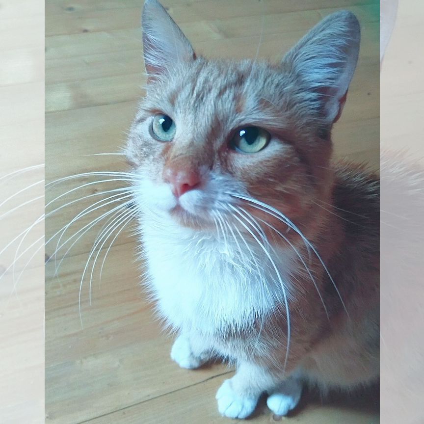 Кота бросили на даче