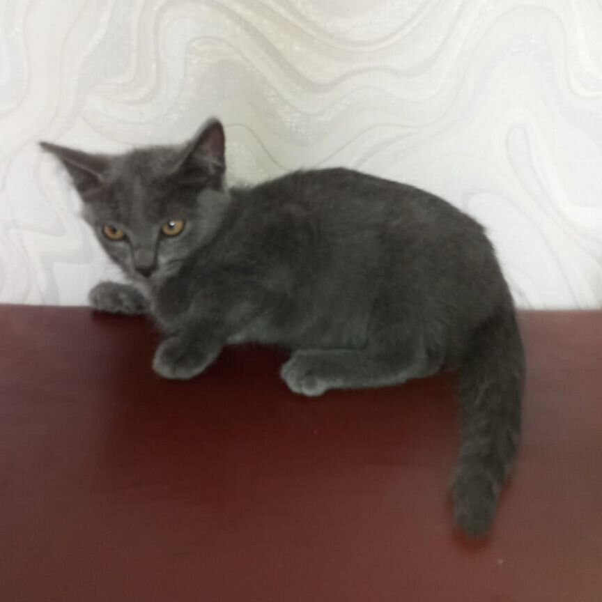 Котята