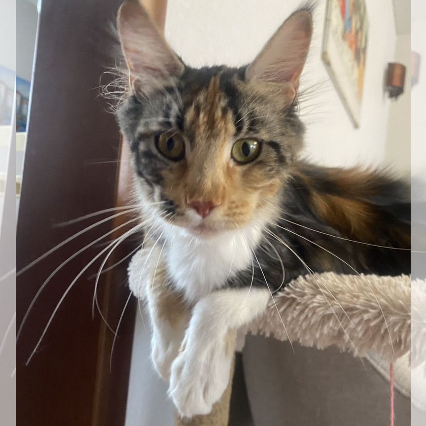 Мейн-кун, взрослая кошка