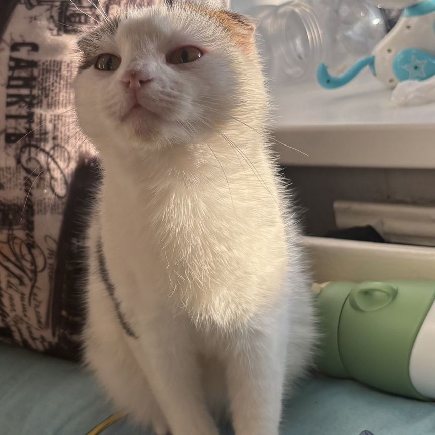 Шотландский вислоухий короткошёрстный котёнок