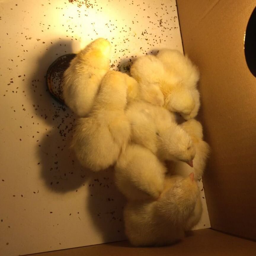 Цыплята суточные несушки