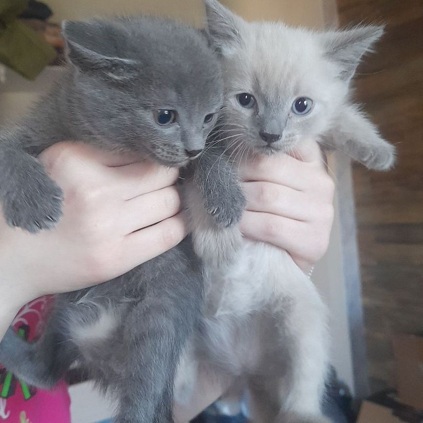 Котята в добрые руки