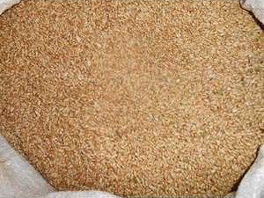 Зерно, пшеница