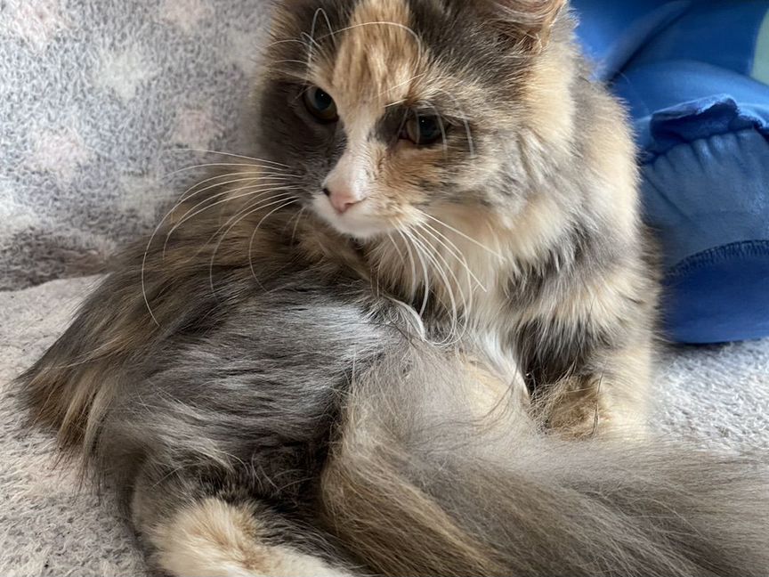 Кошка в дар