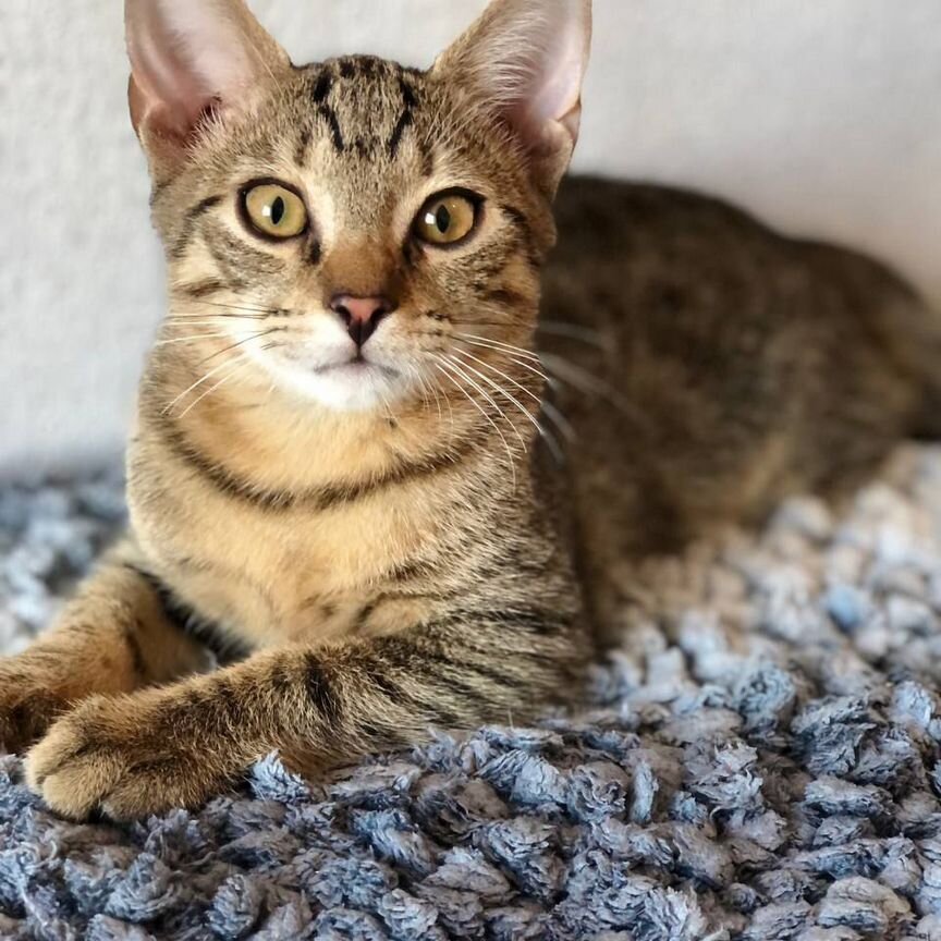 Котёнок Ромашка