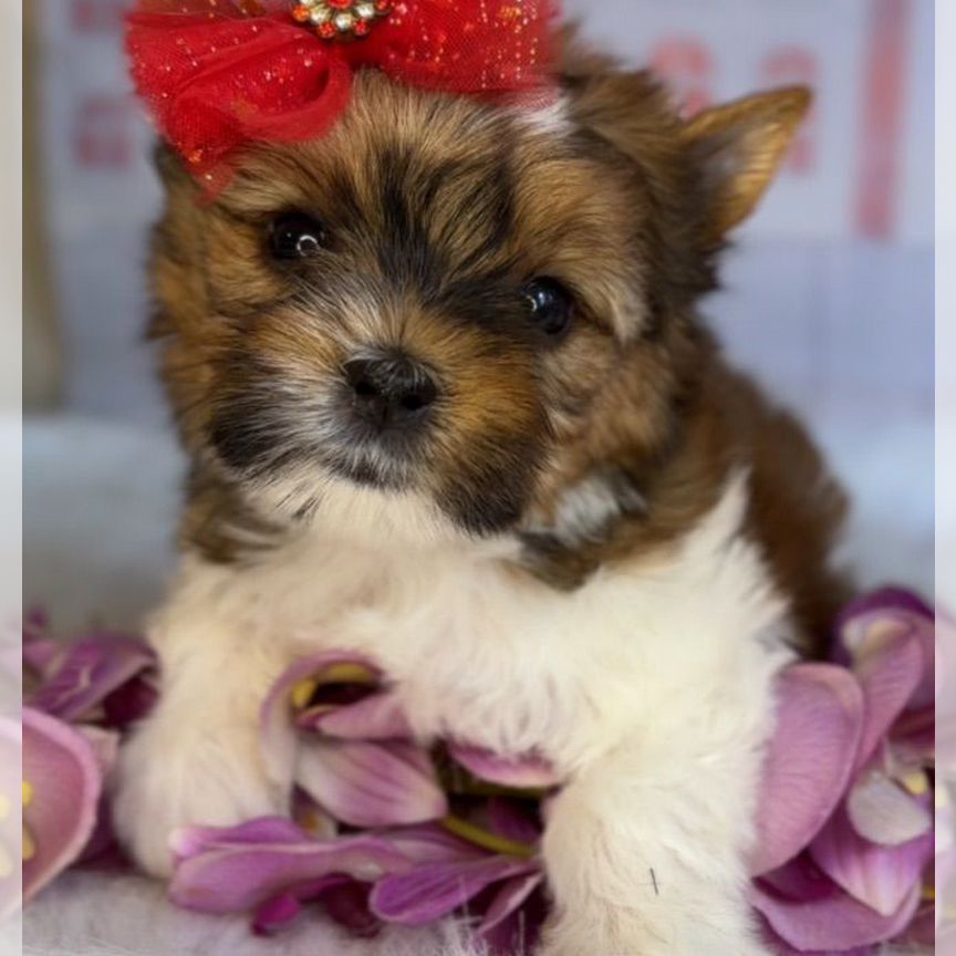 Йоркширский терьер, щенок