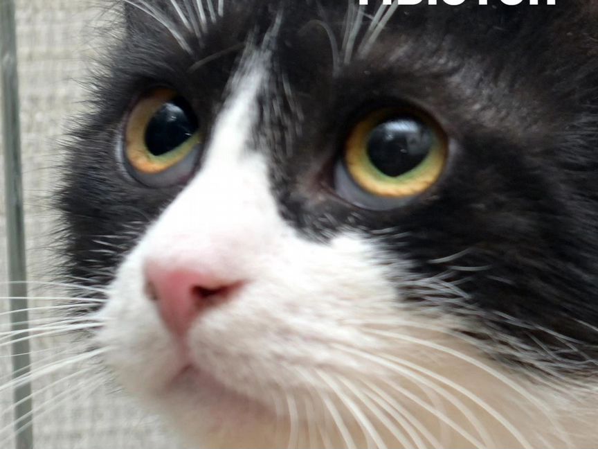 Котенок подросток Ньютон 7 мес