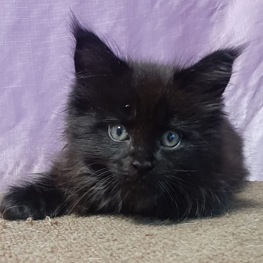 Мейн-кун котёнок