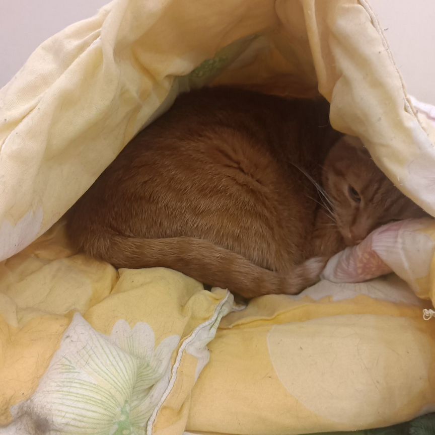 Кошка охотница