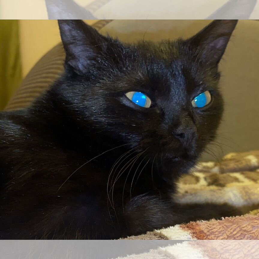 Черная кошка