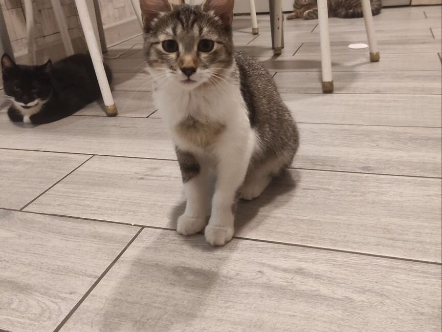 Котята в добрые руки бесплатно