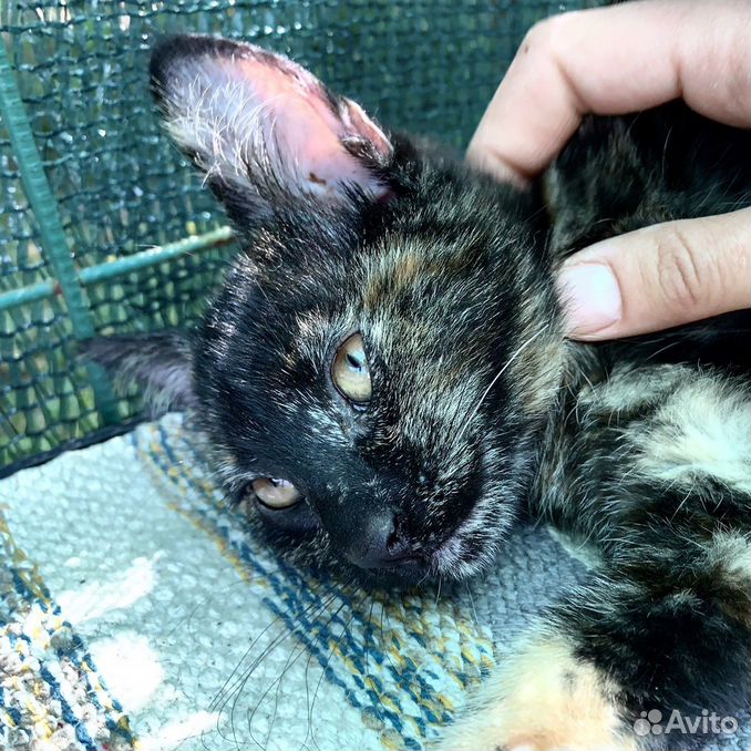 Черепаховый котенок девочка, 3 месяца
