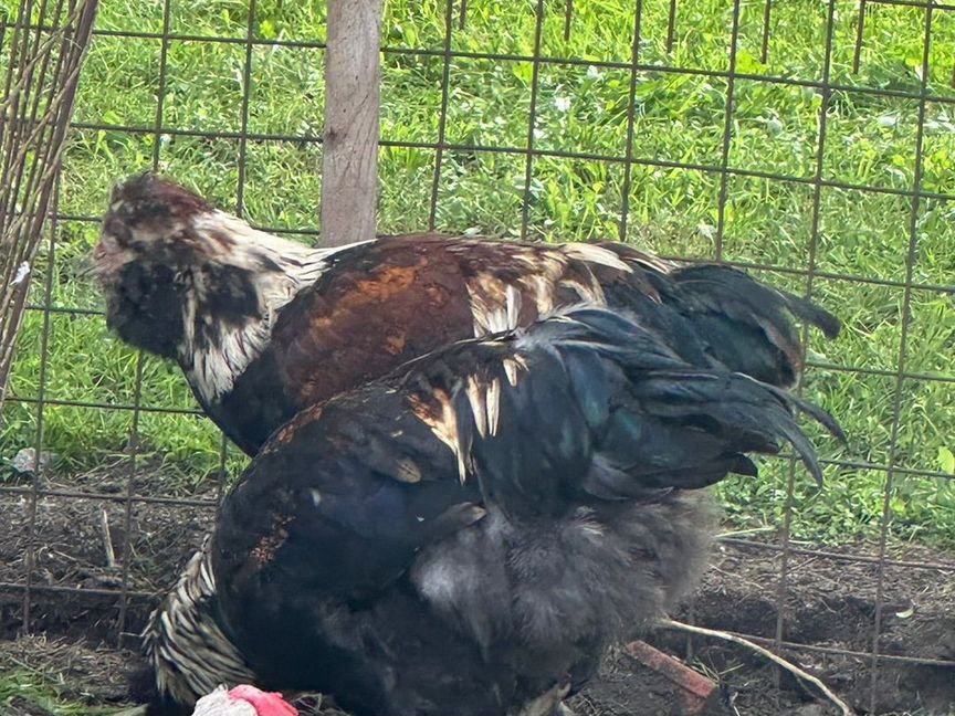 Петушки, молодняк, разных пород