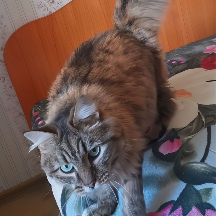 Сибирский, взрослый кот