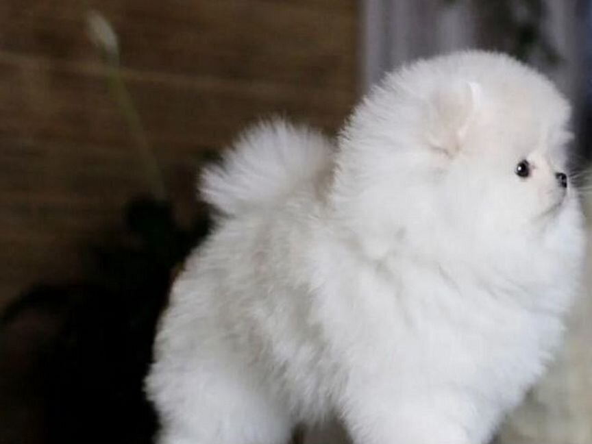 Померанский шпиц