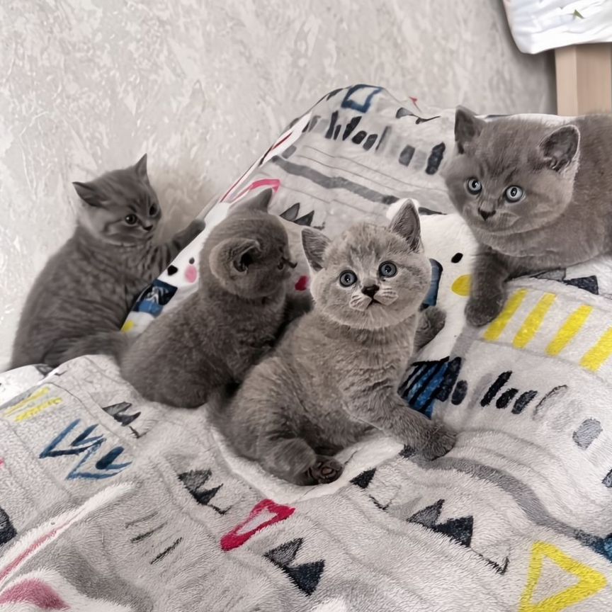 Британский короткошёрстный котёнок