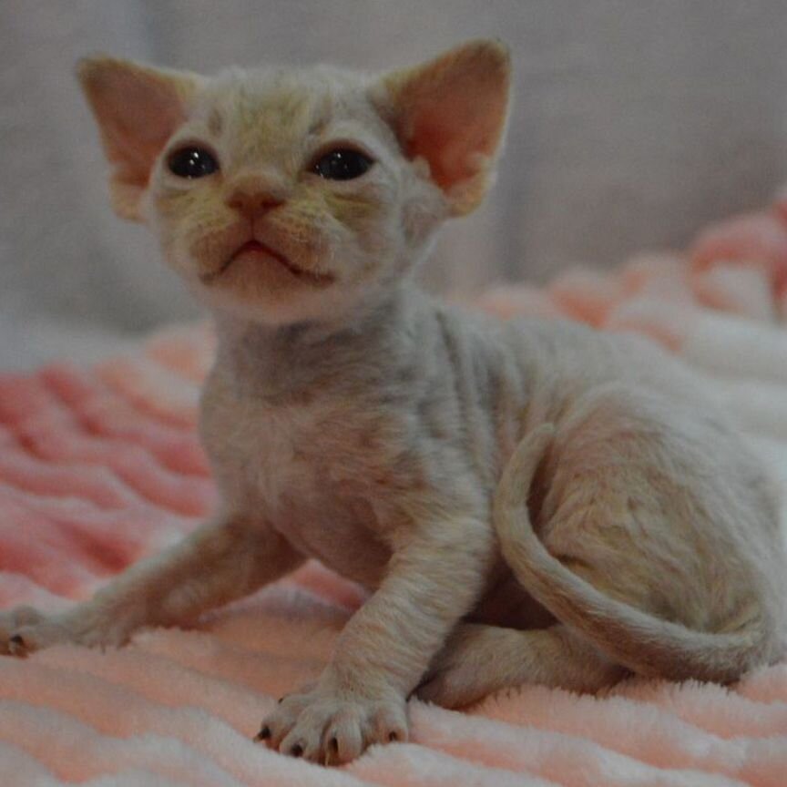 Девон-рекс котёнок